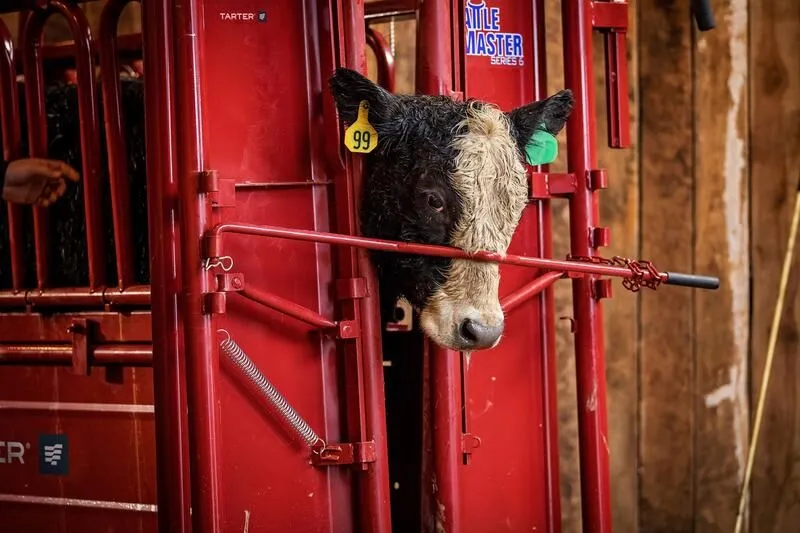 taurus cattle chute