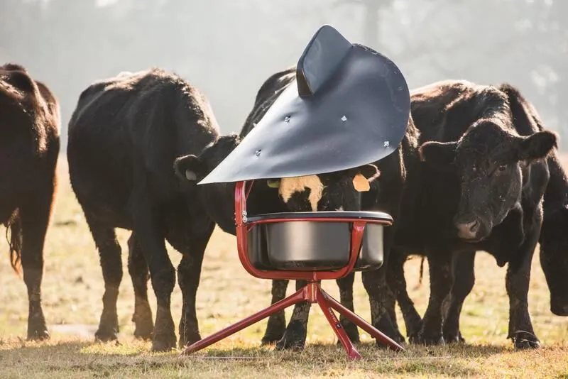 cattle snacker feeder