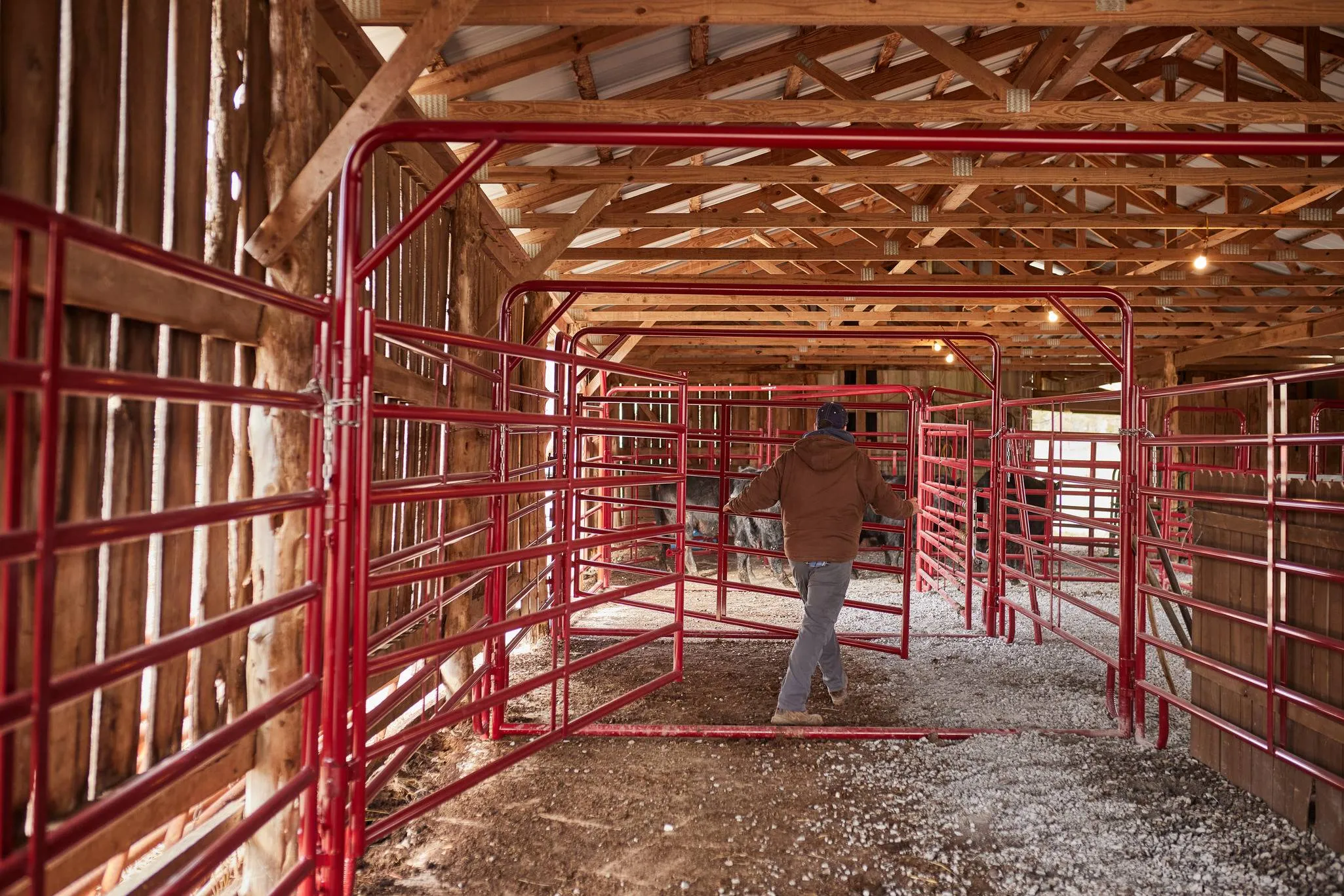 cattle sorting pens